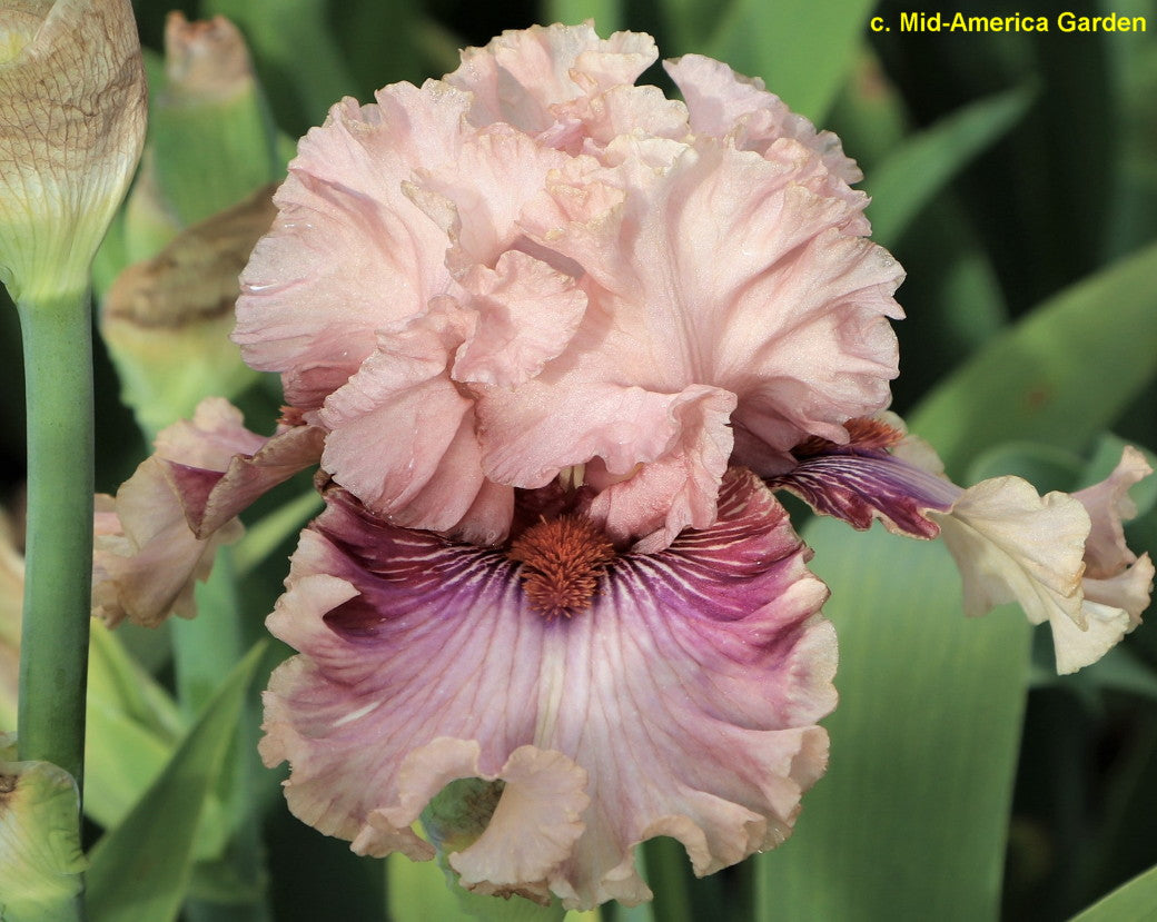 Boundless Berry – Bee Haven Iris Gardens