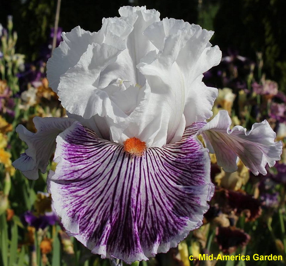 Break Tradition – Bee Haven Iris Gardens