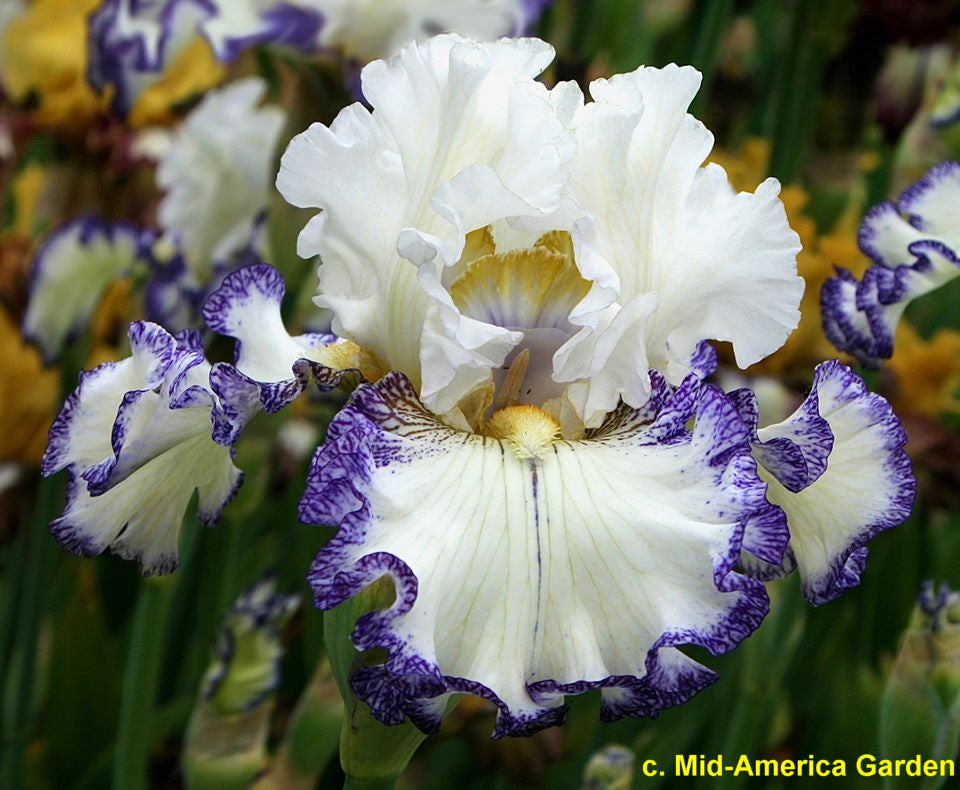 Bright and Shining Star – Bee Haven Iris Gardens