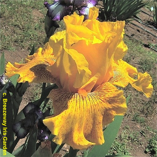 Calizona Gold – Bee Haven Iris Gardens