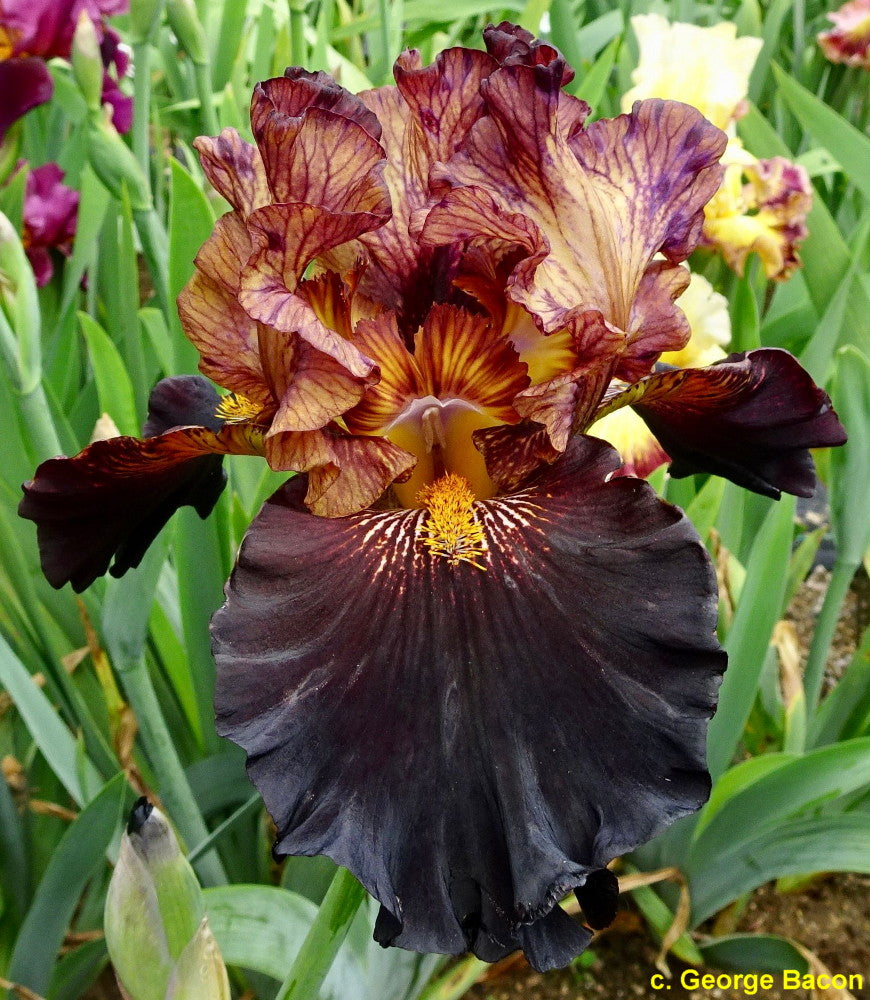 Caramel 'N Chocolate – Bee Haven Iris Gardens