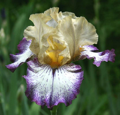 Chief John Jolly – Bee Haven Iris Gardens