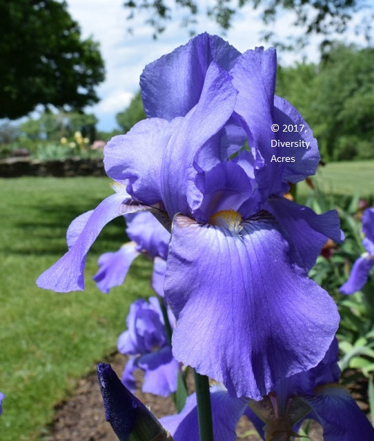 Chivalry – Bee Haven Iris Gardens