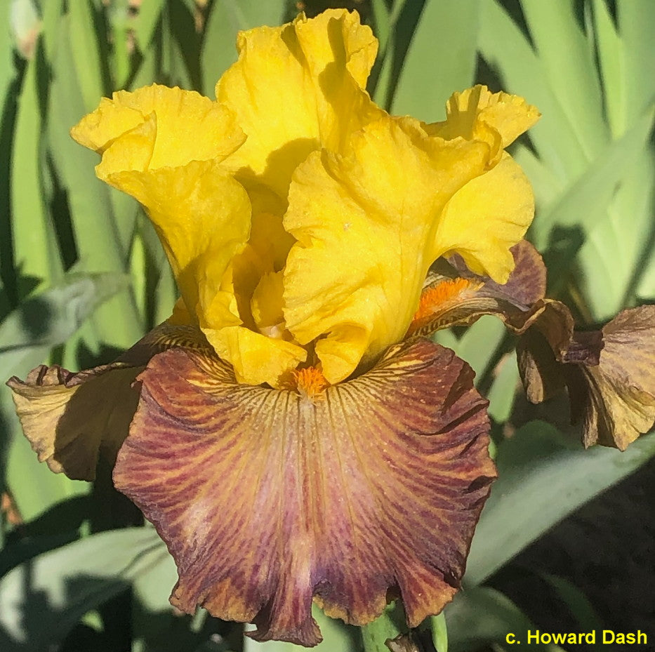 Chocolate Delight – Bee Haven Iris Gardens