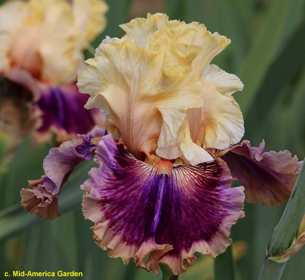Coat Of Many Colors – Bee Haven Iris Gardens