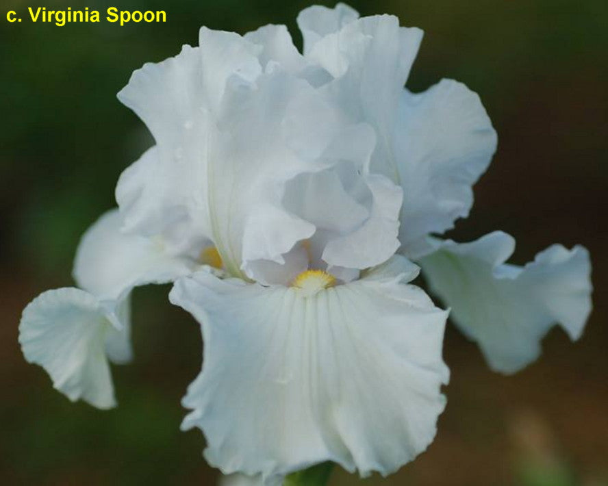 Coconut Ruffles Returns – Bee Haven Iris Gardens