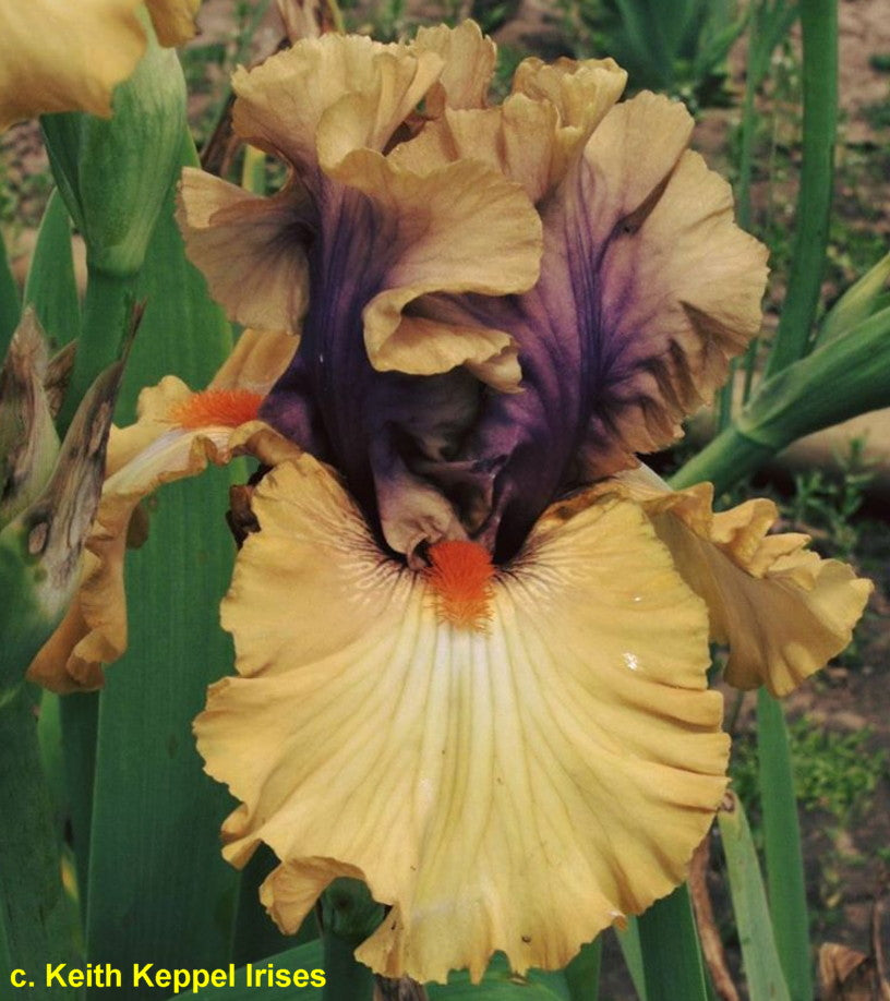 Color Capers – Bee Haven Iris Gardens