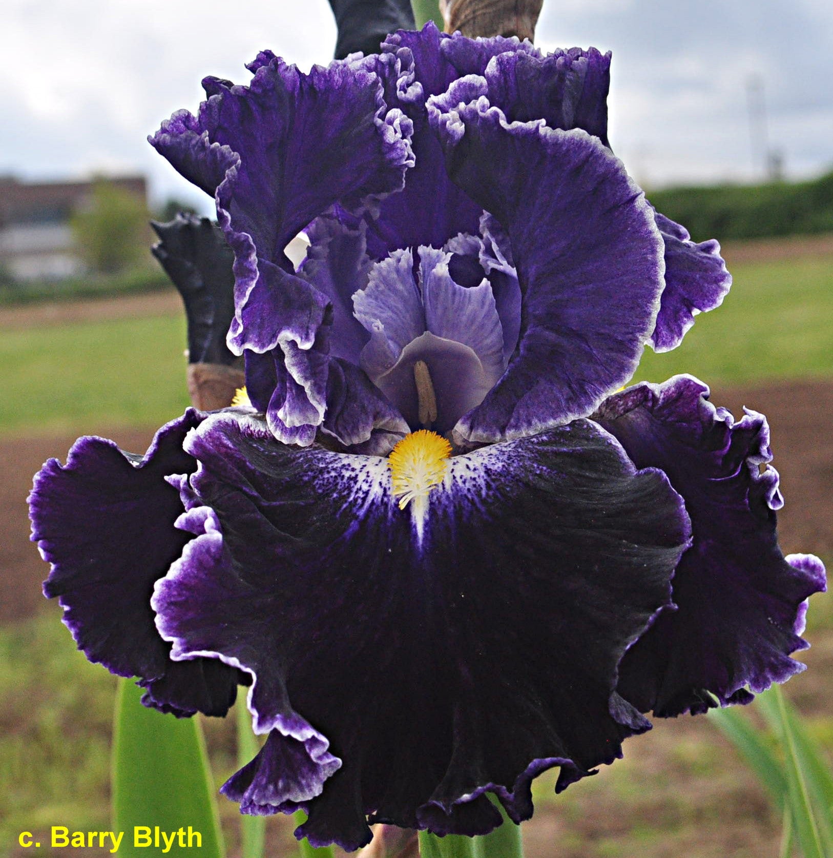 Dark Universe – Bee Haven Iris Gardens