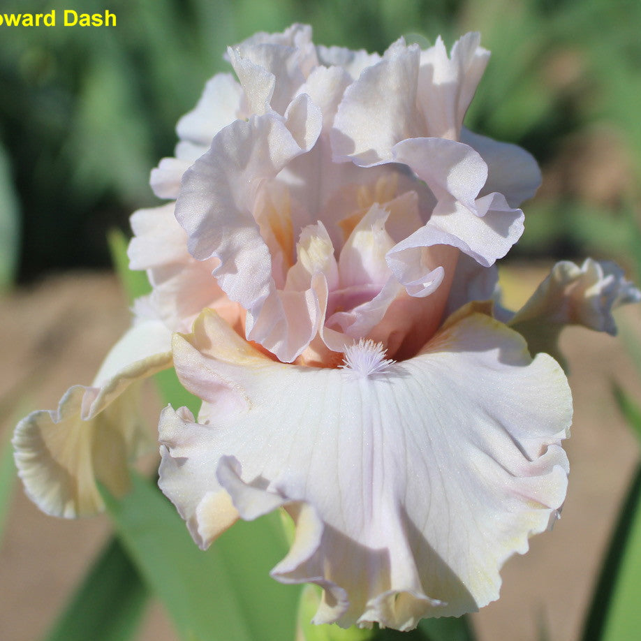 Desert Blush – Bee Haven Iris Gardens