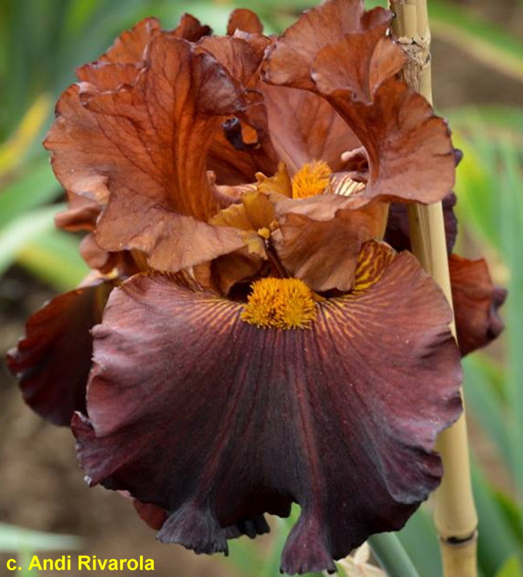 Double Chocolate – Bee Haven Iris Gardens