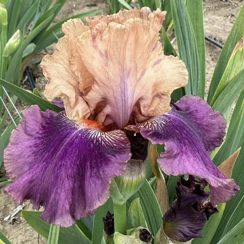 Double Exposure – Bee Haven Iris Gardens