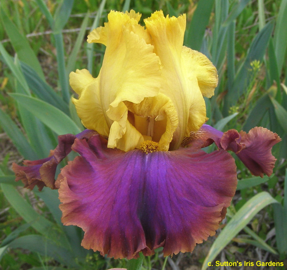 Electric Dance – Bee Haven Iris Gardens
