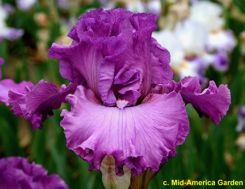 Elegant Ruffles – Bee Haven Iris Gardens