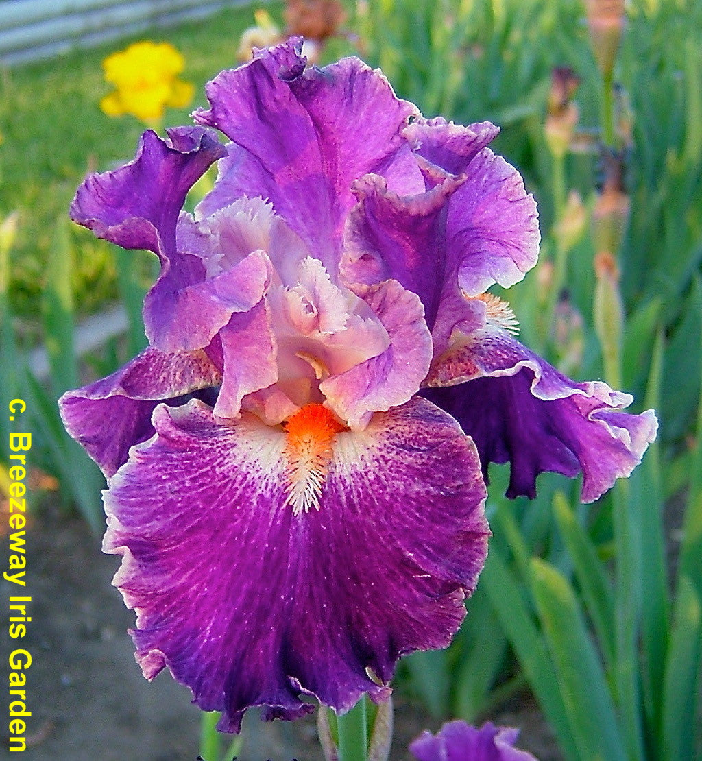 Fancy Woman – Bee Haven Iris Gardens