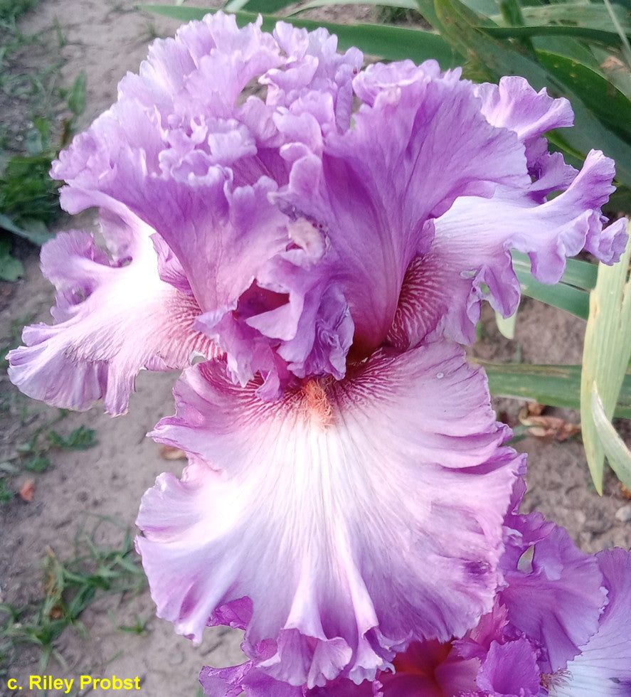 Fan Letter – Bee Haven Iris Gardens