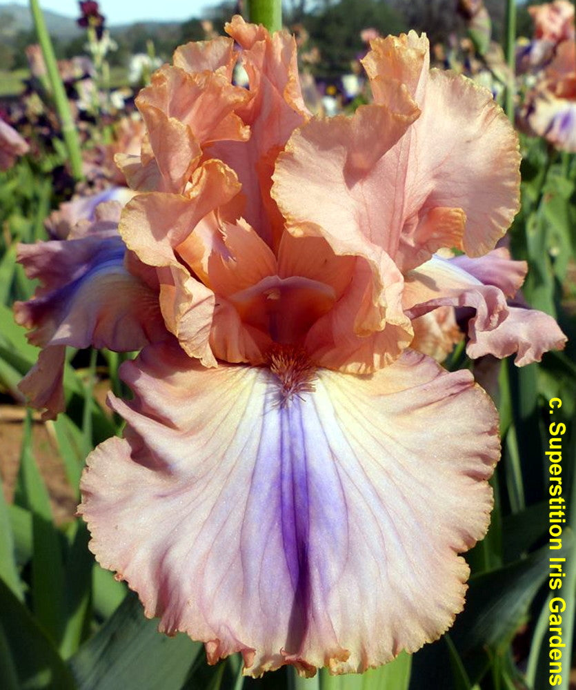 First Prize – Bee Haven Iris Gardens