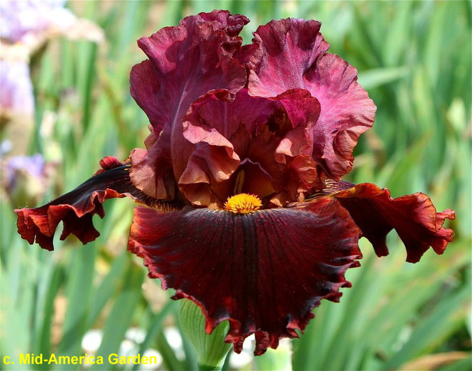 Tall Bearded – Page 10 – Bee Haven Iris Gardens