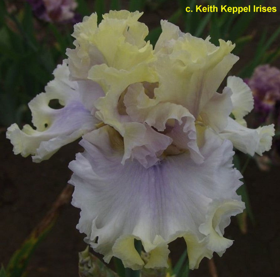 Gentle Manner – Bee Haven Iris Gardens