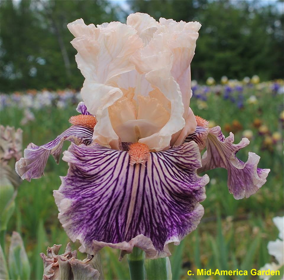 Gibberish – Bee Haven Iris Gardens