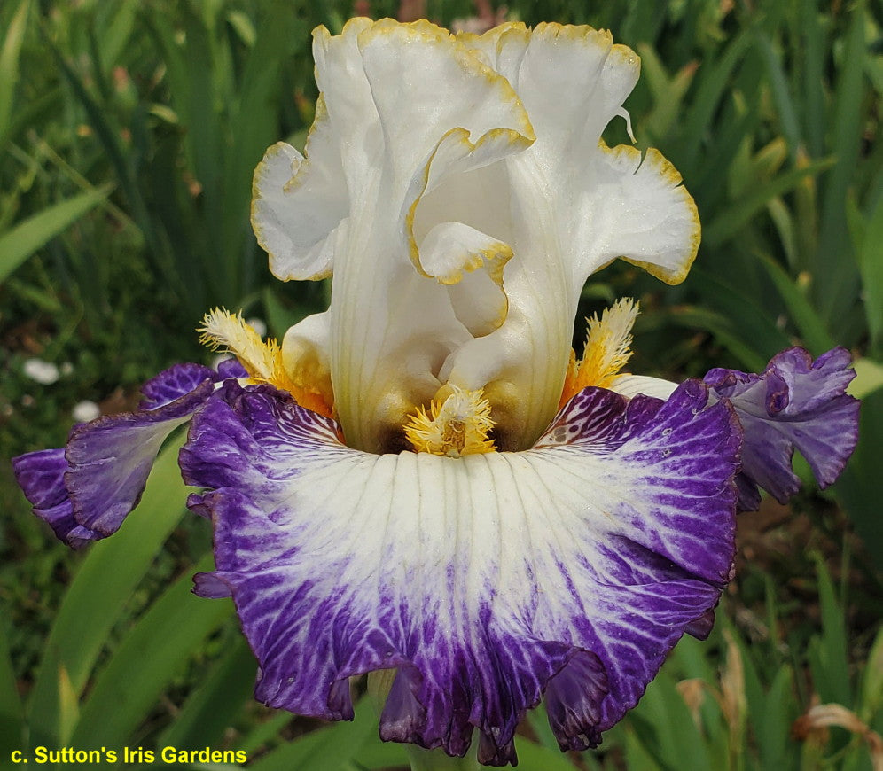 Gilty – Bee Haven Iris Gardens