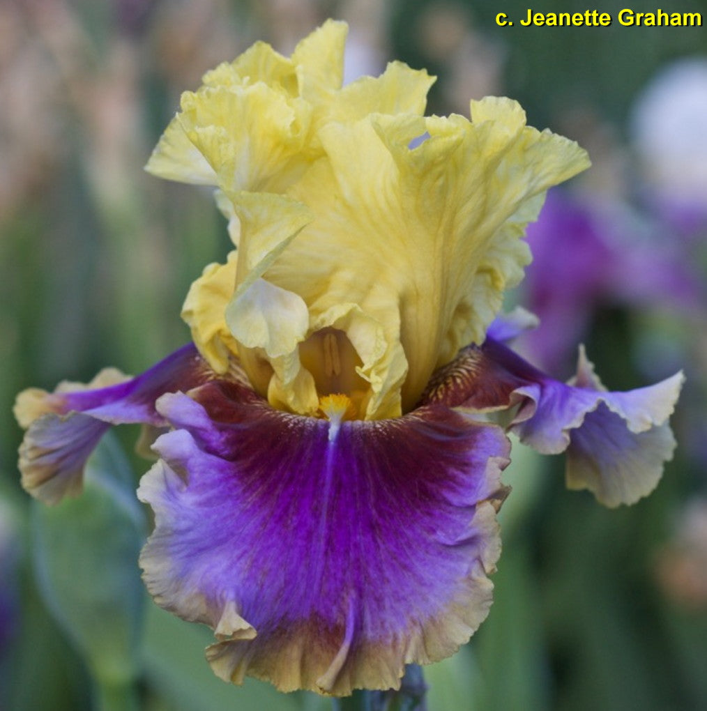 Gypsy Lady – Bee Haven Iris Gardens