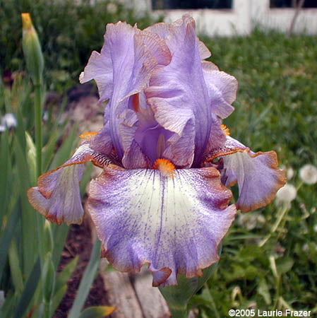 Headline Banner – Bee Haven Iris Gardens