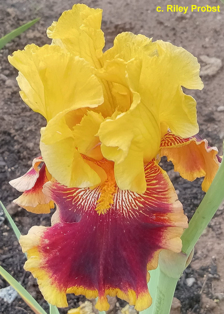 Hey Look Me Over – Bee Haven Iris Gardens