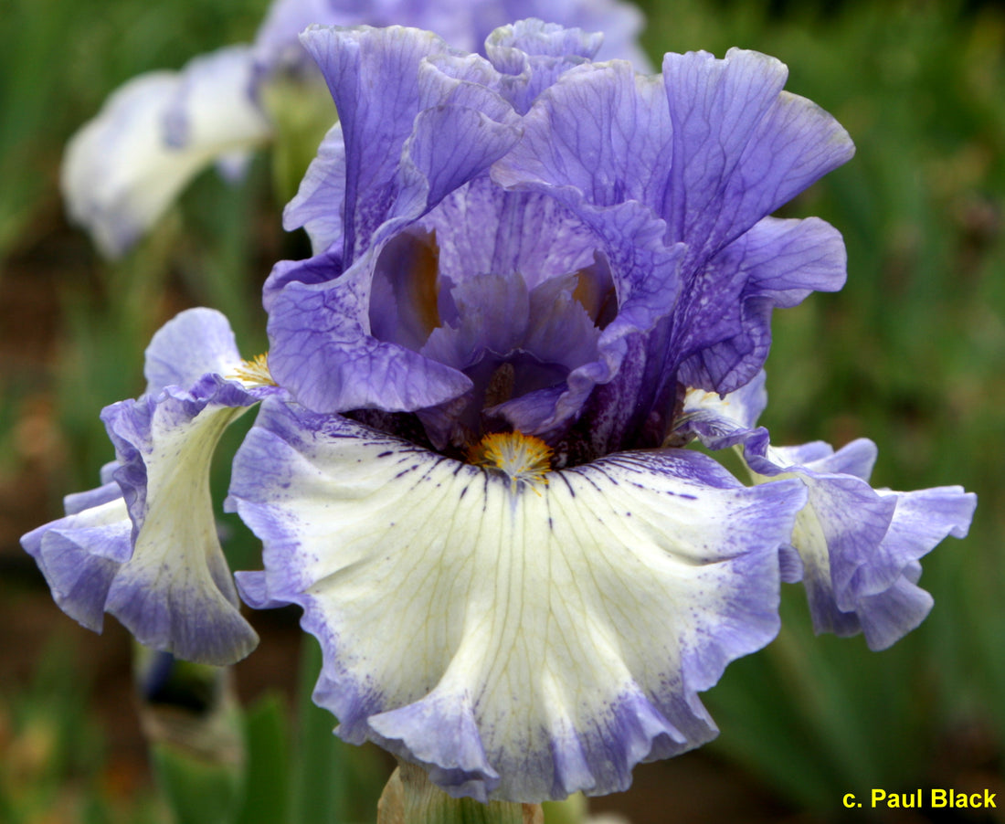 Hidden Innocence – Bee Haven Iris Gardens