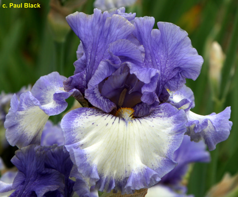 Hidden Innocence – Bee Haven Iris Gardens