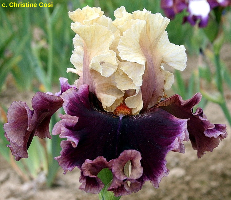 Hold My Hand – Bee Haven Iris Gardens