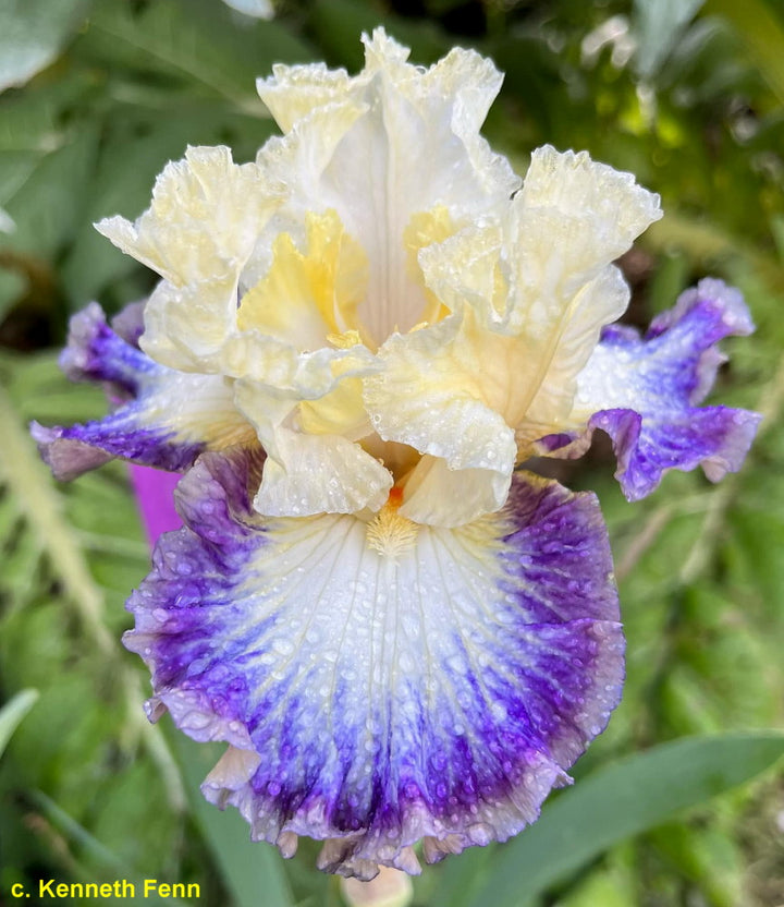 Tall Bearded – Page 55 – Bee Haven Iris Gardens