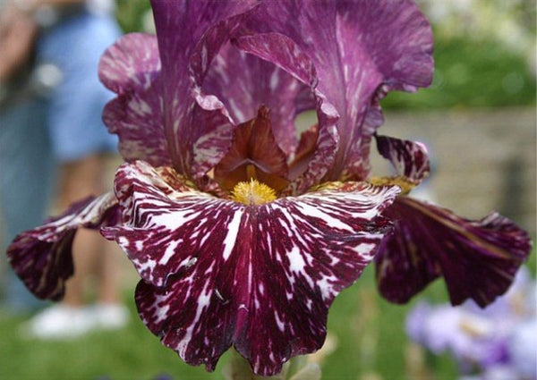 Kinkajou Shrew – Bee Haven Iris Gardens