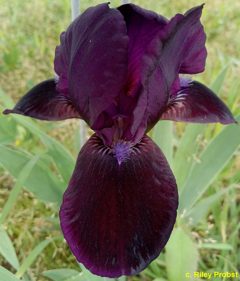 Little Blackfoot – Bee Haven Iris Gardens