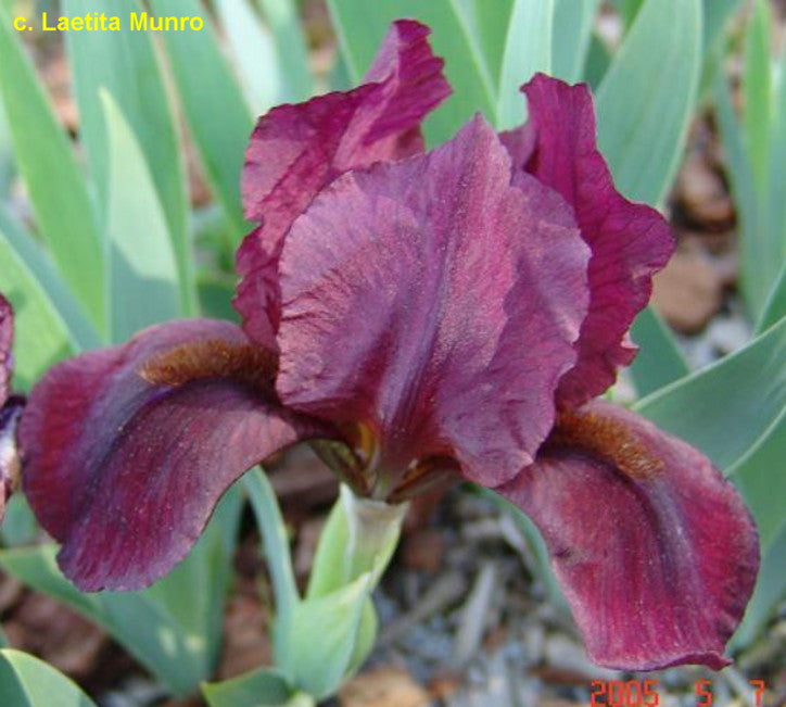 Little Blackfoot – Bee Haven Iris Gardens