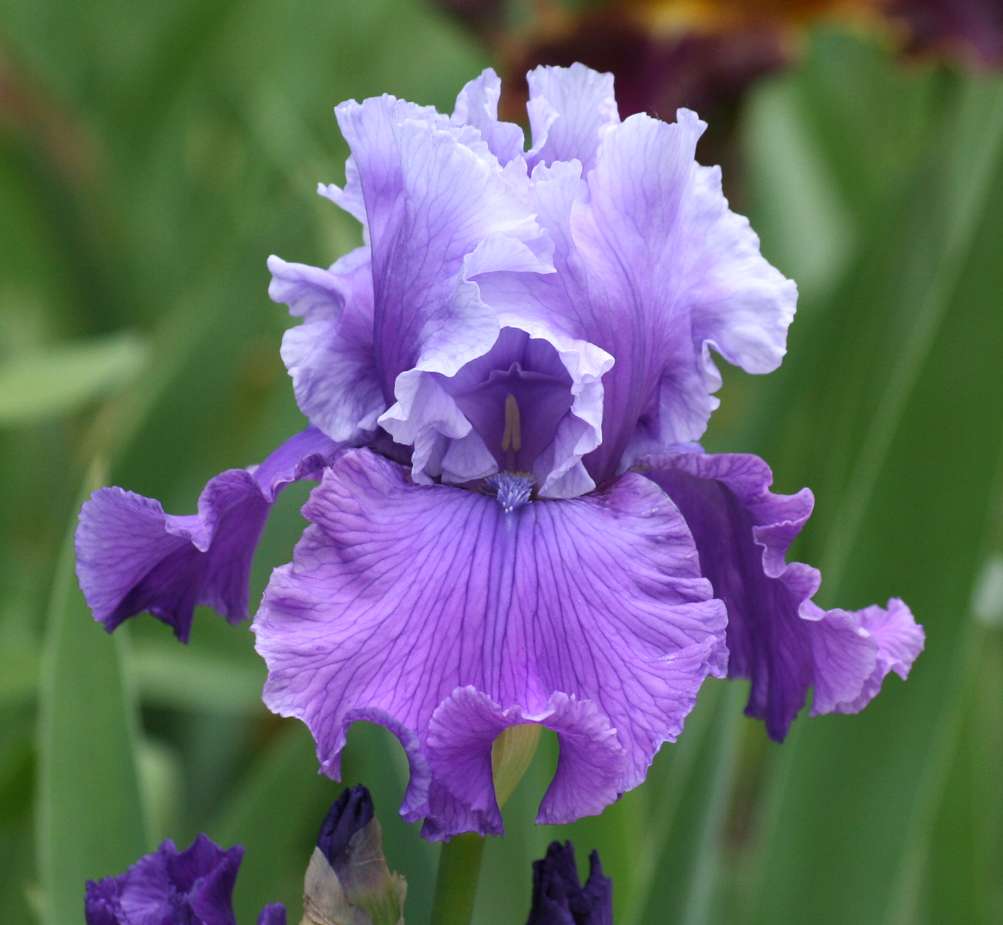 Loopty Loo – Bee Haven Iris Gardens