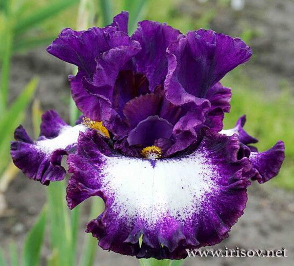 Marry the Night – Bee Haven Iris Gardens
