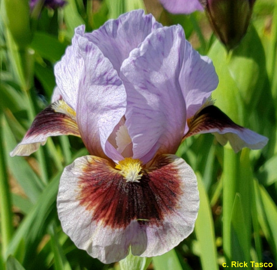 Matinee Queen – Bee Haven Iris Gardens