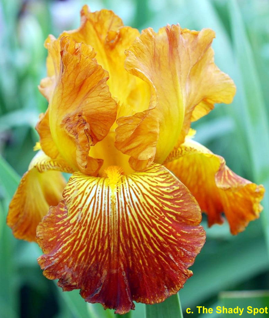 Mauna Loa Fire – Bee Haven Iris Gardens