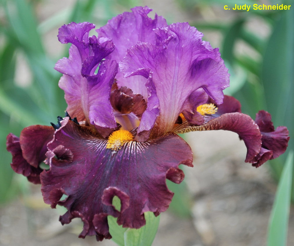 Mighty Mad – Bee Haven Iris Gardens