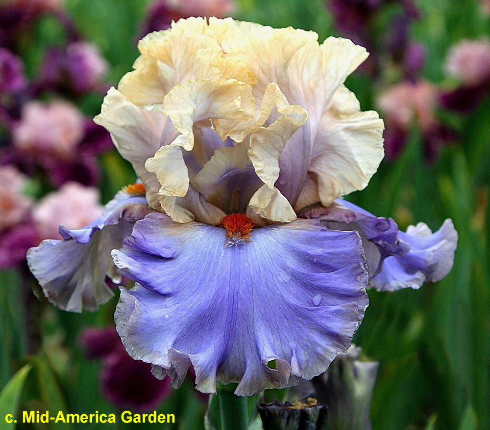My Passion – Bee Haven Iris Gardens