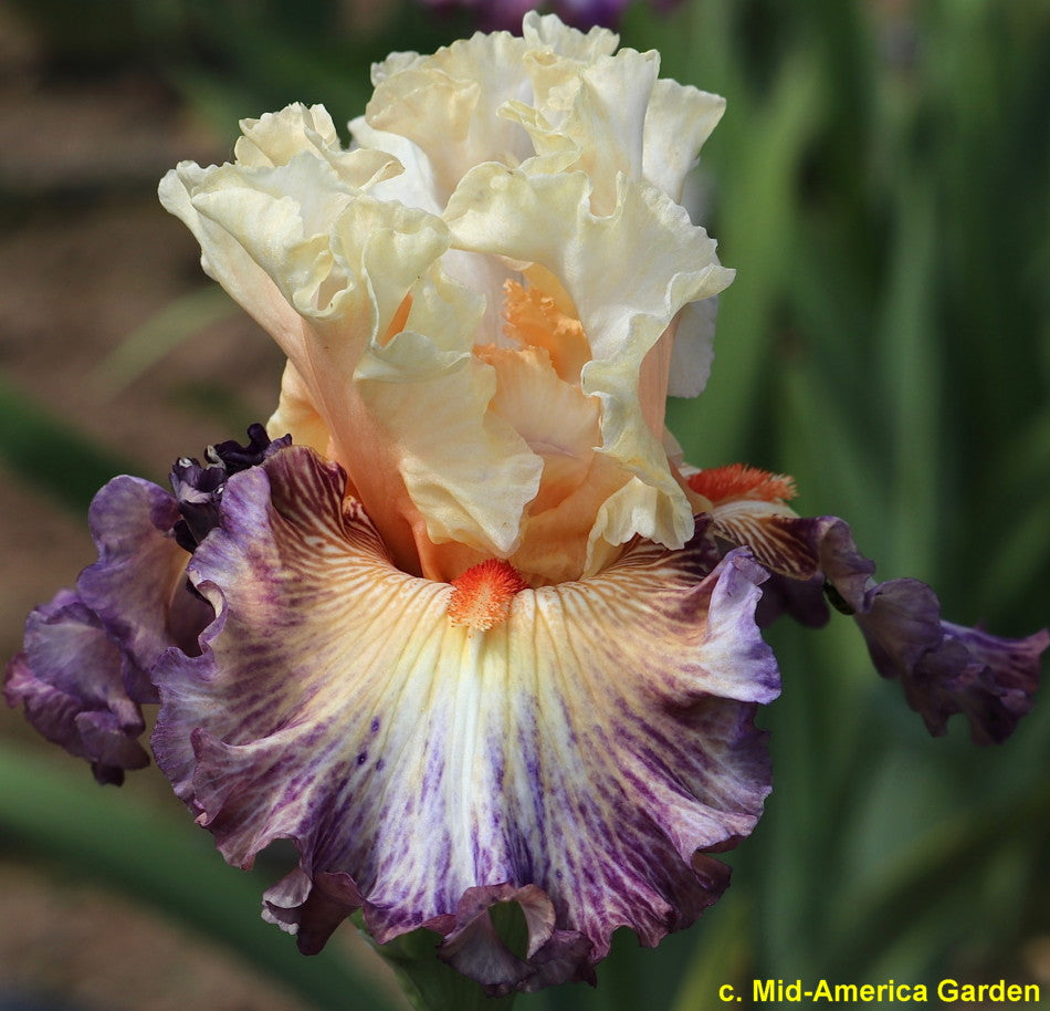 Neopolitan Delight – Bee Haven Iris Gardens