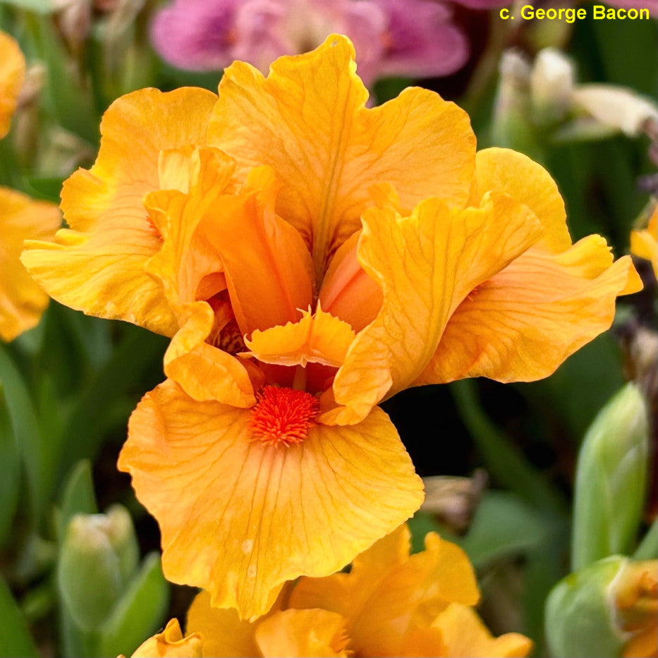 Orange Peel – Bee Haven Iris Gardens
