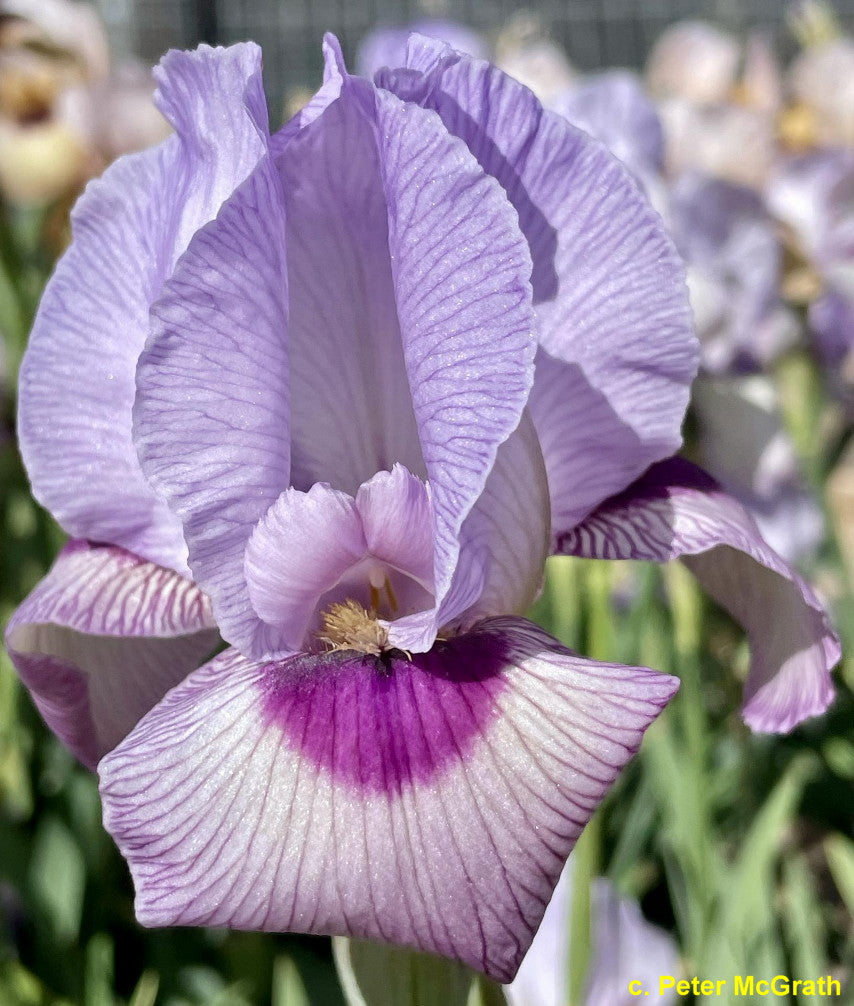 Persian Raspberry – Bee Haven Iris Gardens
