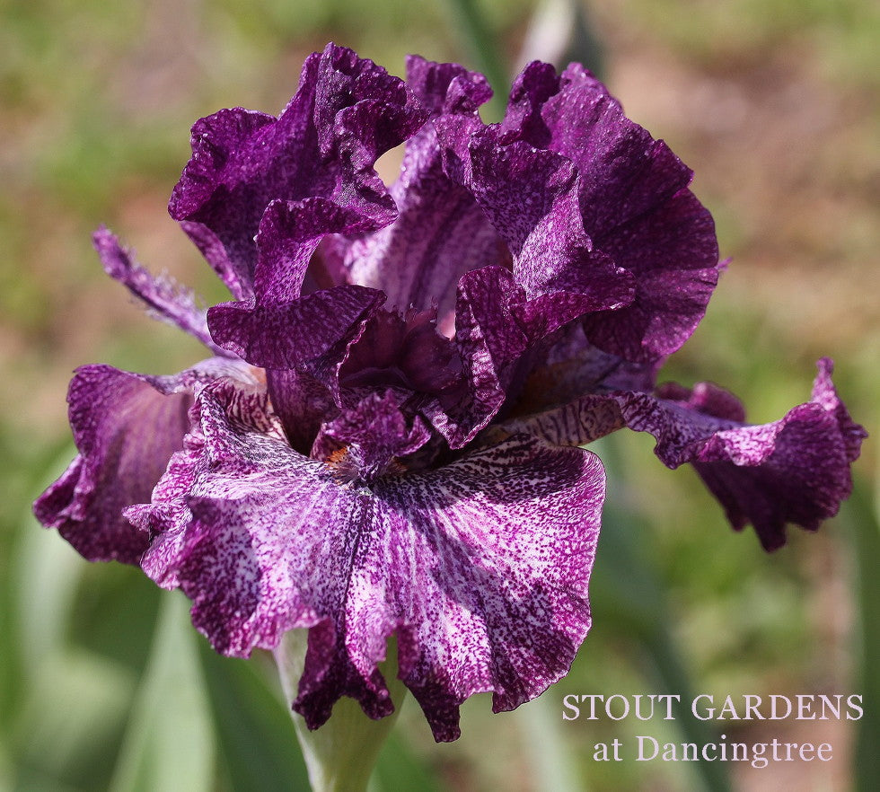 Pitch a Fit – Bee Haven Iris Gardens