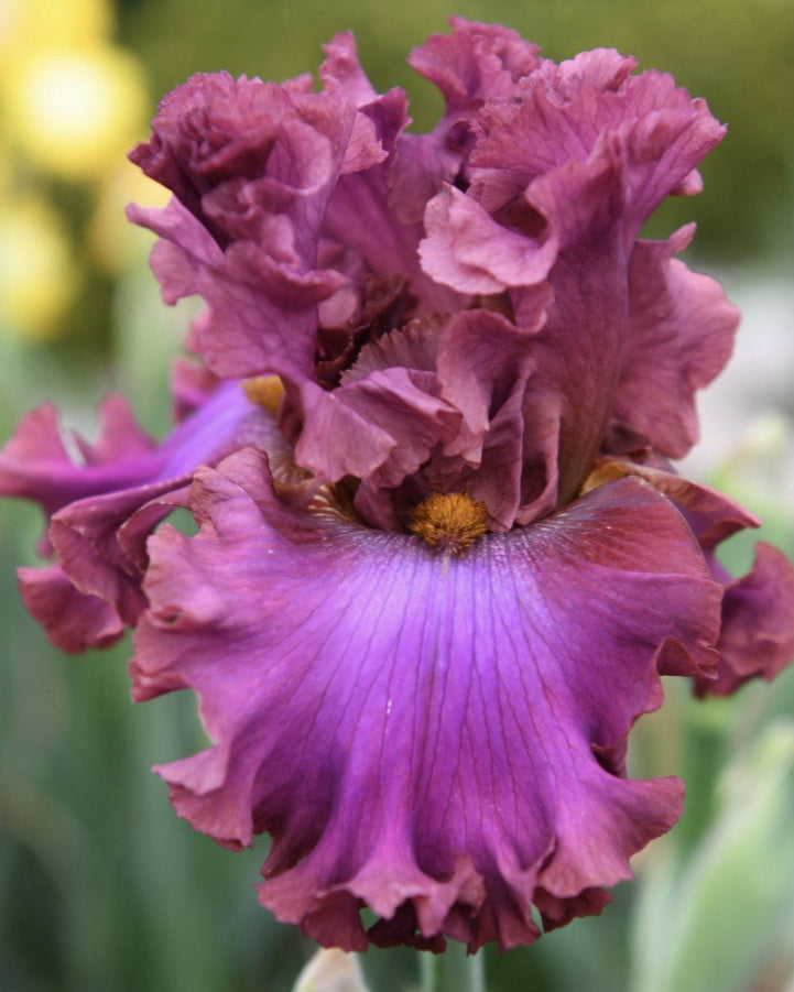 Ravishing Ruby – Bee Haven Iris Gardens