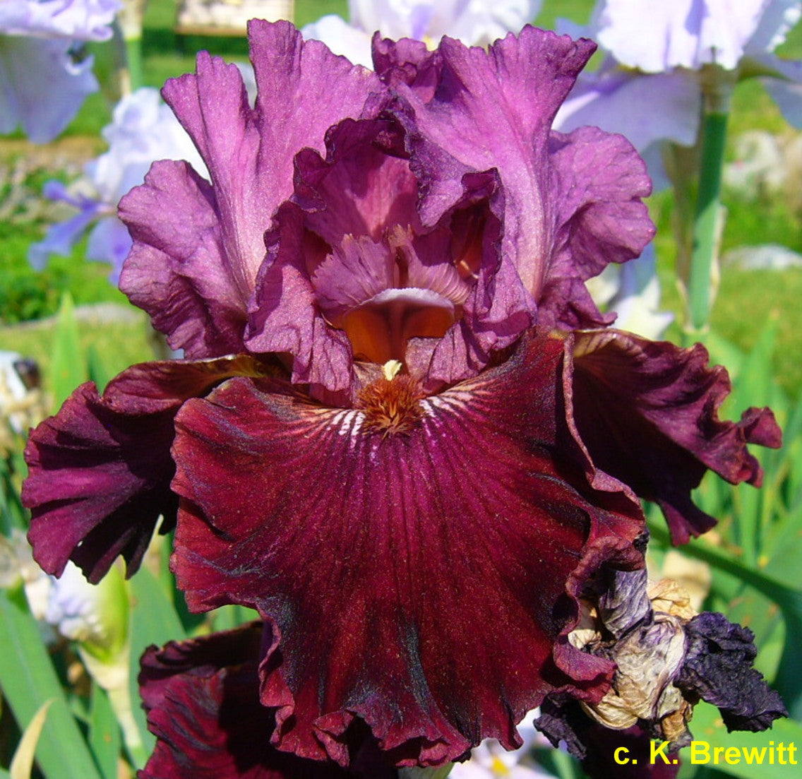Redneck Girl Bee Haven Iris Gardens
