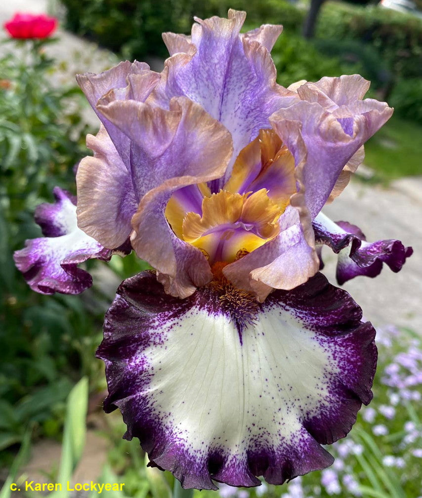 Respect – Bee Haven Iris Gardens
