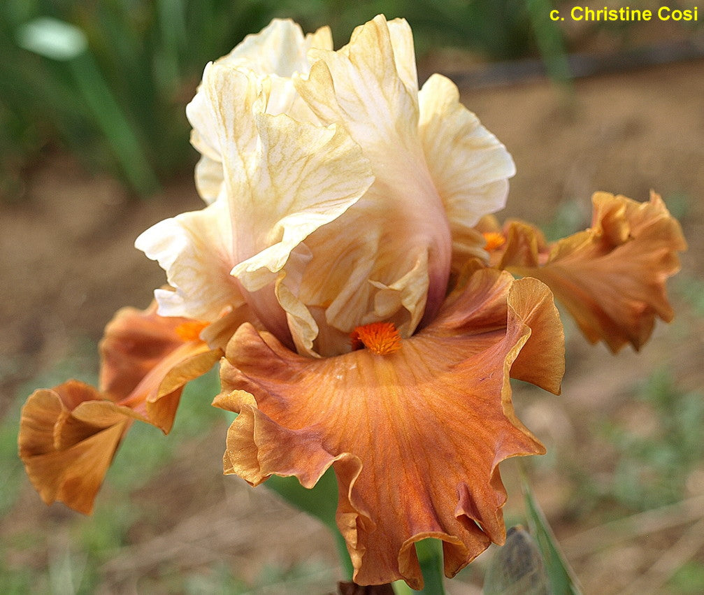 Shockaholic – Bee Haven Iris Gardens