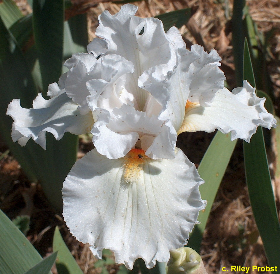 Starlight Parade – Bee Haven Iris Gardens
