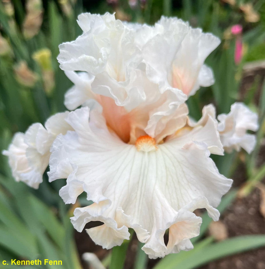 Stephanie Nicole – Bee Haven Iris Gardens